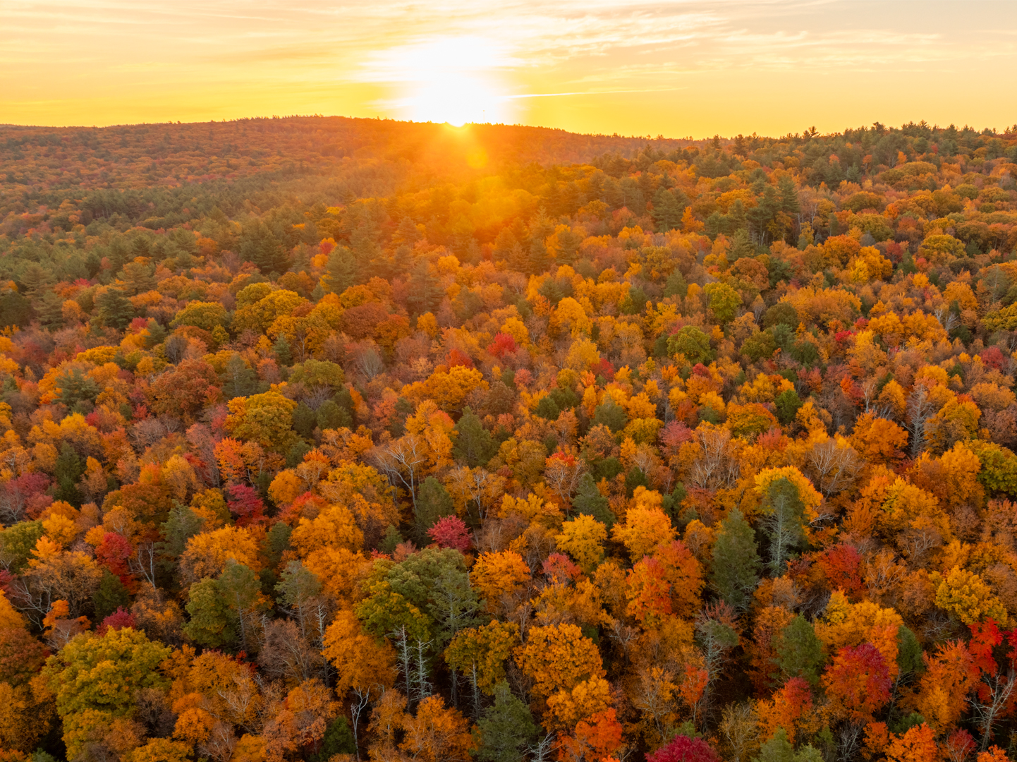 ‘Forever wild’: Vast forests in Pelham, Belchertown and Shutesbury ...
